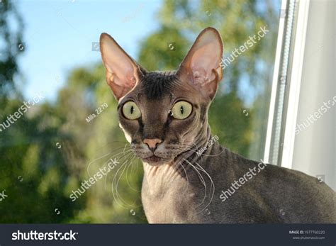 Naked Sphinx Huge Green Eyes Sits Stock Photo Shutterstock
