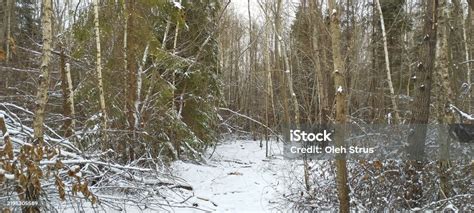 겨울 눈 덮인 숲의 파노라마 샷 자연 경관 자작나무와 침엽수 숲이 섞여 있습니다 눈 층 아래 숲의 나무 사이의 좁은 길 0명에 대한 스톡 사진 및 기타 이미지 Istock