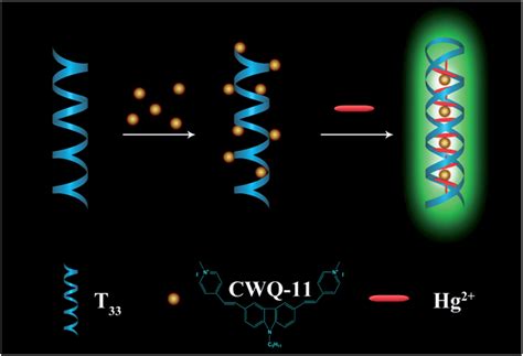 Scheme 1 Schematic Representation Of The Fluorescent Hg 2 Sensing Download Scientific Diagram