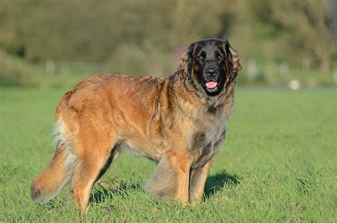 Leonberger Wikipedia