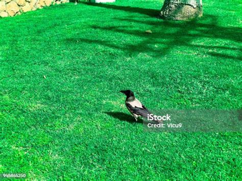 녹색 잔디의 배경에 두건이 있는 까마귀 Corvus Cornix 측면에서 촬영 하는 잔디에 여전히 스마트 회색과 검은 까마귀 새 서 갈고리 발톱에 대한 스톡 사진 및 기타