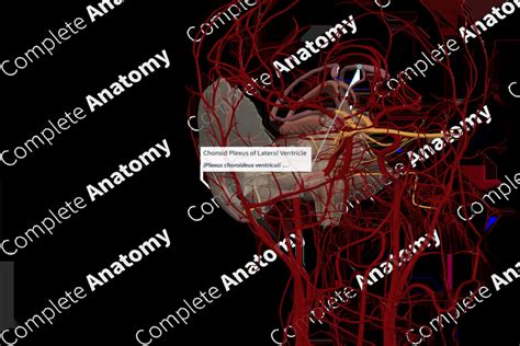 Choroid Plexus Of Lateral Ventricle Complete Anatomy