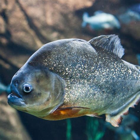 Red Piranha Georgia Aquarium