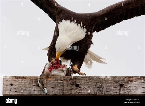 Bald Eagle Food Habits At Adelaide Johnson Blog
