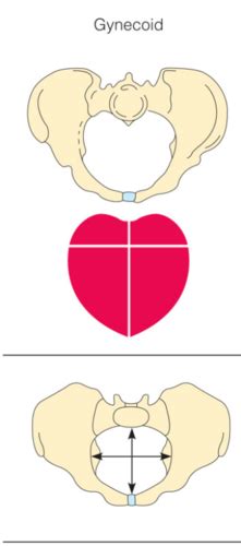 OB Chapter Flashcards Quizlet