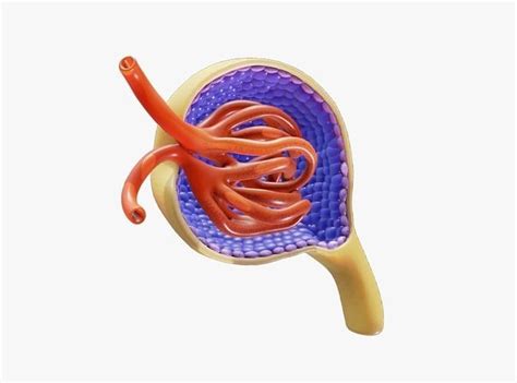 Glomerulus Anatomy 3d Model Cgtrader