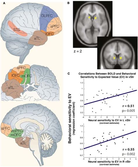 Brain Regions Implicated In Moral Judgment And Decision Making A Download Scientific Diagram