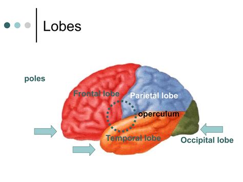Anatomy Of Cerebral Cortex And Cortical Areasppt