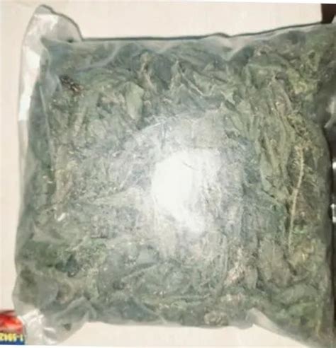 Organic Nettle Tea At Rs 1000kg Inolo Bhatoli Almora Id 23448838130