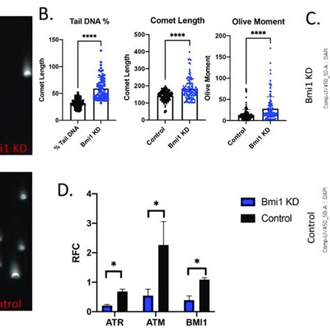 Forward And Reverse Primer Sequences Download Scientific Diagram