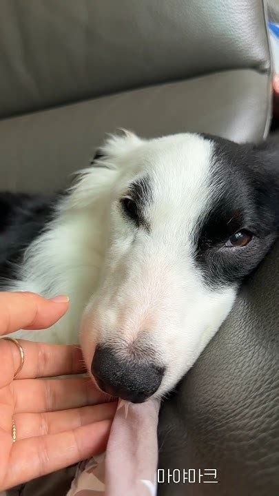 야근하고 있는데 옆에서 자고 있는 강아지를 만졌더니 Youtube