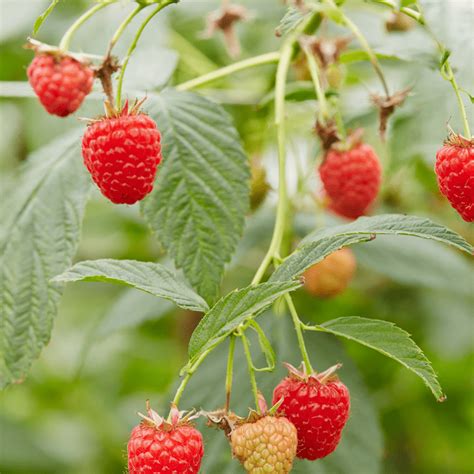 Raspberry Plant Turning Red At Edward Acosta Blog
