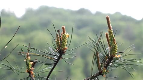 Trees Wild Small Babe Cones During Stock Footage Video 100 Royalty Free 1054567262