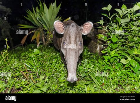 Bairds Tapir Central American Tapir Tapirus Bairdii Stands At The Edge Of The Rainforest At