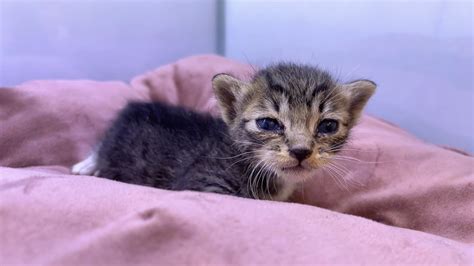대구고양이무료분양 수성구고양이무료분양 대구코리안숏헤어무료분양 수성구코리안숏헤어무료분양 대구 2022 0269 코리안숏헤어 랑이 책임분양 강아지무료분양 고양이무료분양