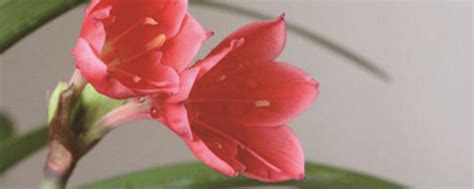 紫根兰的养殖方法 花百科
