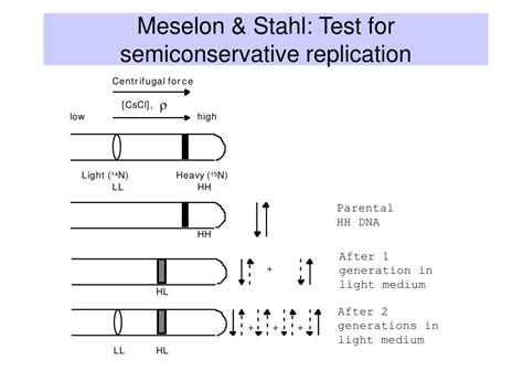 Ppt Dna Replication Powerpoint Presentation Free Download Id 4500549