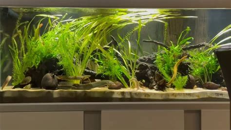 One Of My Polys Got Frisky With A Eel R Aquariums