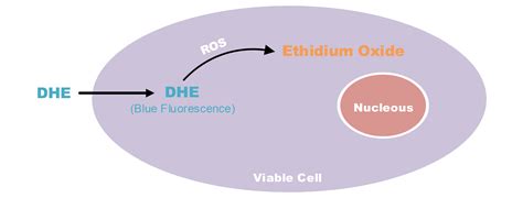活性氧检测试剂盒（dhe探针法） 知乎