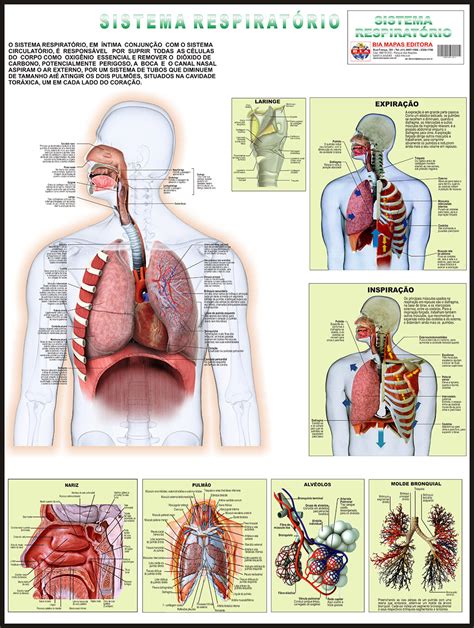 Sistema Respiratório • Bia Mapas