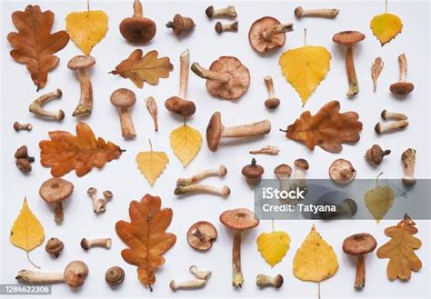 아름다운 계절 가을 배너 버섯 꿀 농가의 패턴 노란색 자작 나무와 갈색 참나무 잎과 흰색 배경에 도토리 상단 보기 평면 누워 채식 음식 가을에 대한 스톡 사진 및 기타