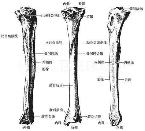疾病详情 疾病 人卫临床助手 人民卫生出版社