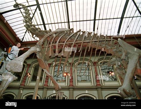 Brachiosaurus Skeleton