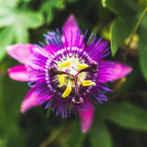 Discover Botanic Plant Names Your Guide To Flora