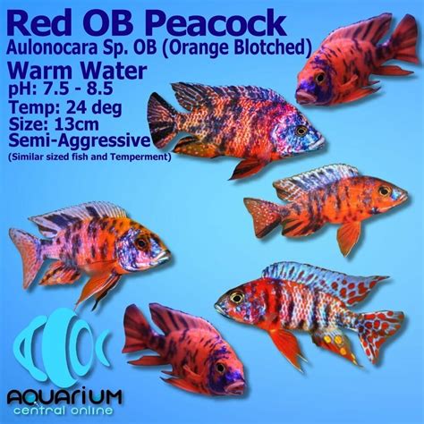 African Cichlid Peacock Red Ob Peacock Cichlid 5cm Aquarium Central
