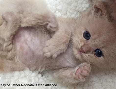 Rectal Prolapse In Kittens National Kitten Coalition