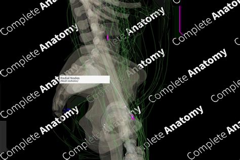 Radial Nodes Left Complete Anatomy