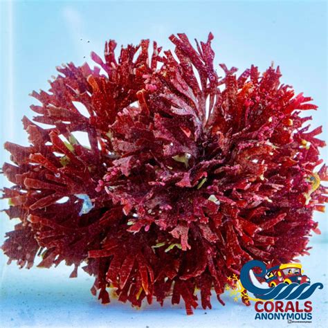 Red Ogo Macroalgae Corals Anonymous