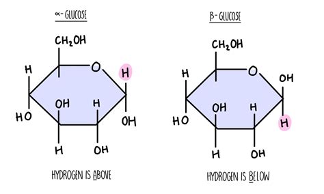Beta And Alpha Glucose
