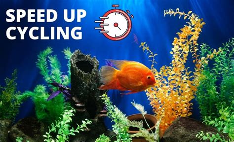 How Do You Cycle A Tank Without Fish Step By Step Process