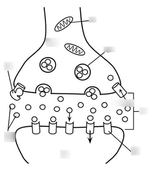 Neuron Synapse Diagram Quizlet