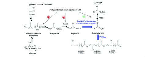 A Schematic Representation Of The Engineered Pathway For Production