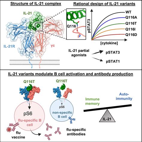 A Structural Blueprint For Interleukin 21 Signal Modulation Cell Reports
