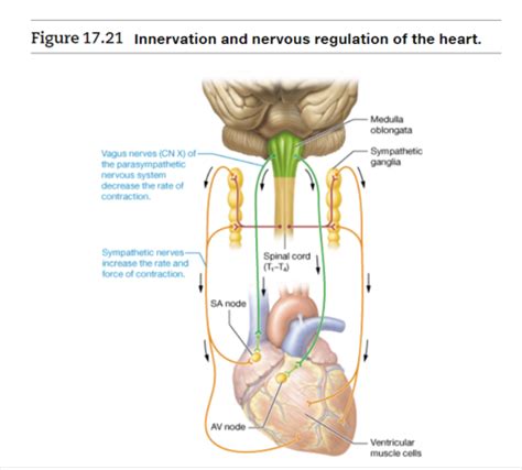 Module 175 Cardiac Output And Regulation Flashcards Quizlet