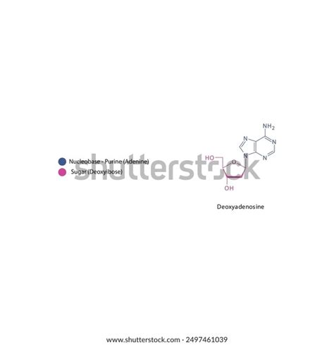 Deoxyadenosine Skeletal Structure Schematic Illustration Nucleoside