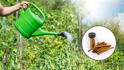 Zimt Besitzt Einige Stoffe Die Nicht Nur Tiere Aus Dem Garten Wegscheuchen Sondern Den Boden