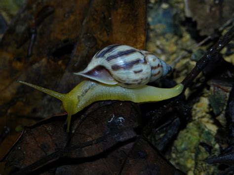 Drymaeus Meesi · Inaturalist