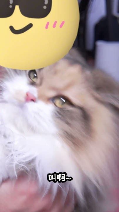 叫啊~叫啊~你越挣扎我就越兴奋！ 万物可爱计划 宅家治愈记 Youtube