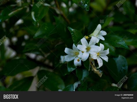 Philippine National Flower Sampaguita Best Flower Site
