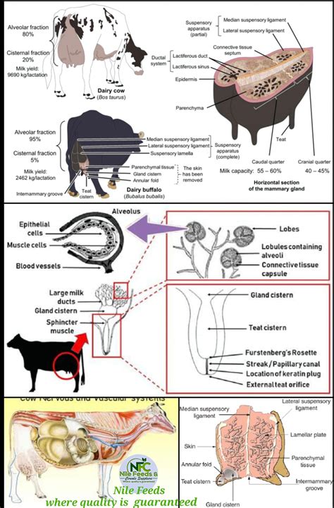 Nile 🐄 Anatomy Of A Cows Udder The Udder Is One Of The Most