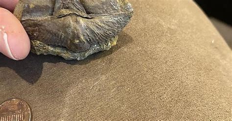 Some Type Of Head Or Mouth I Think Fossil Fossils Mineral Minerals Fossilid Album On Imgur