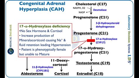 Synthetic Pathway Of Steroid Hormones And Congenital Adrenal