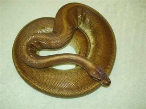 Morph List World Of Ball Pythons Morph List World Of Ball Pythons