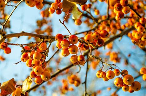 Premium Photo A Tree With Yellow Berries That Have The Word On It