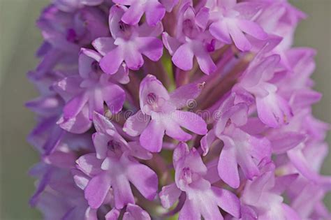 Pyramidal Orchid Greece Stock Image Image Of Daytime 325161469