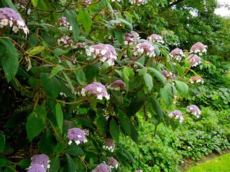 Hydrangea Aspera Var Macrophylla Online Flower Garden